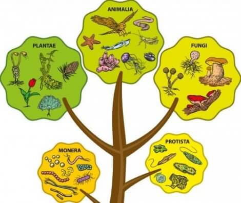 The 5 Kingdoms of Living Things for Children - You are Mom